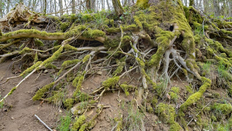 Mossy roots stock photo. Image of nature, cavernous - 277419408