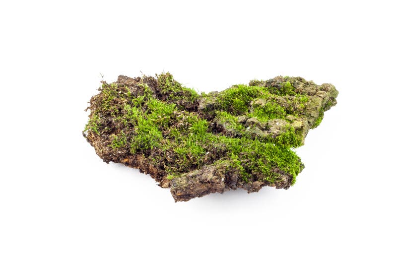 Mossy Rotten Tree, Nature Flora, Damp Moss, Forest Plant, Isolated ...
