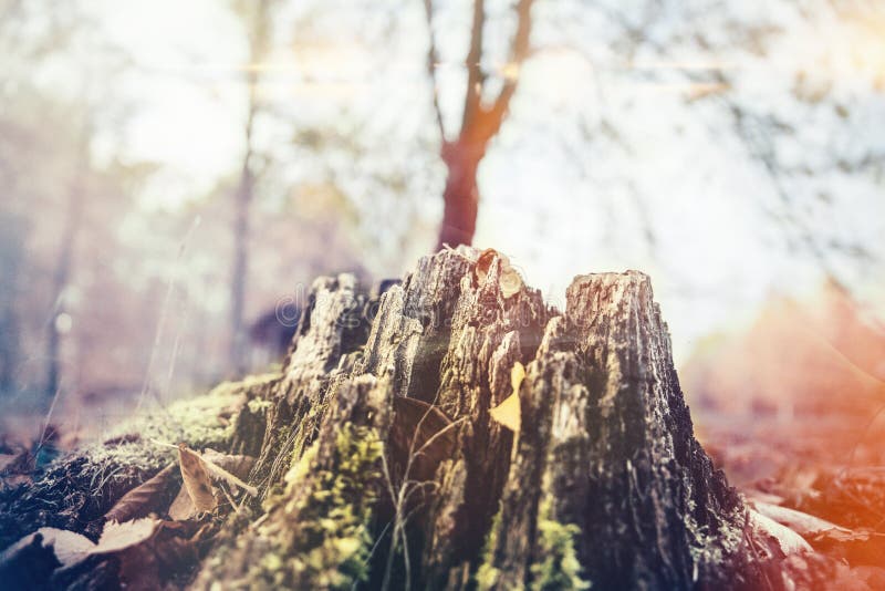 Mossy rotten tree stump stock photo. Image of forest - 69384686