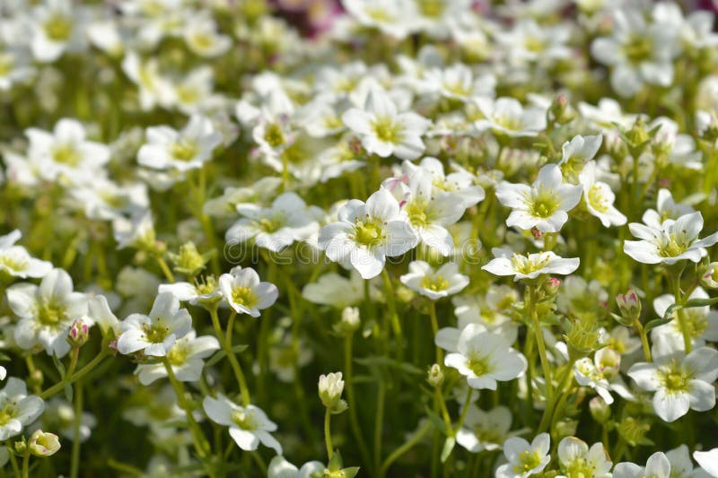 Mossy Saxifrage Pixie White Stock Image - Image of garden, flower ...