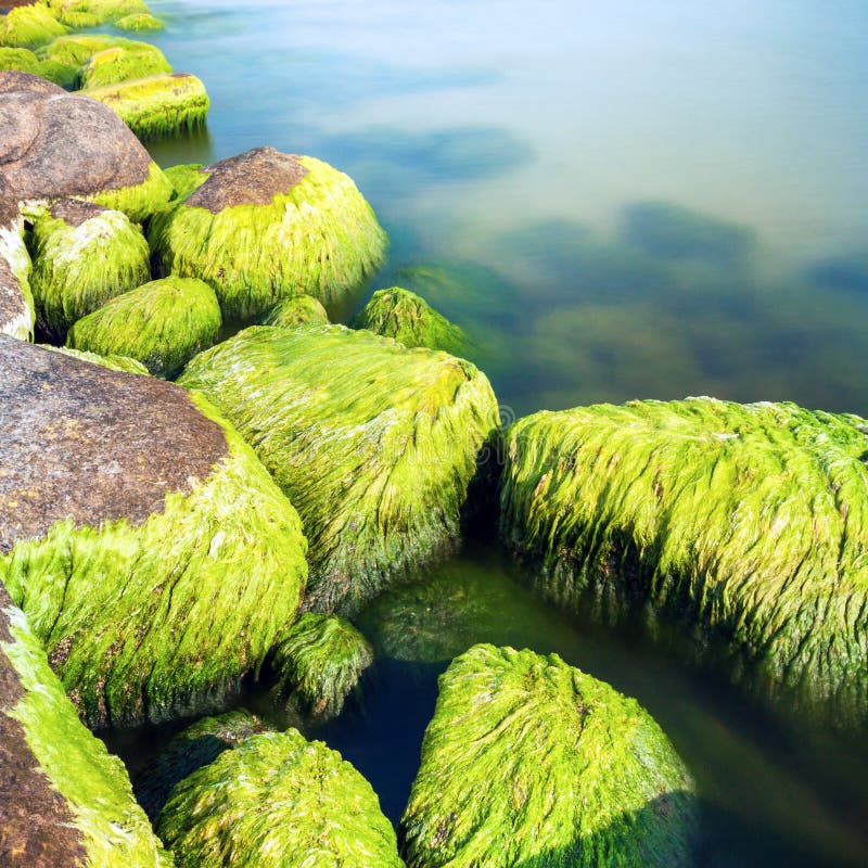 Mossy seashore stones stock photo. Image of outdoor, seascape - 66336540