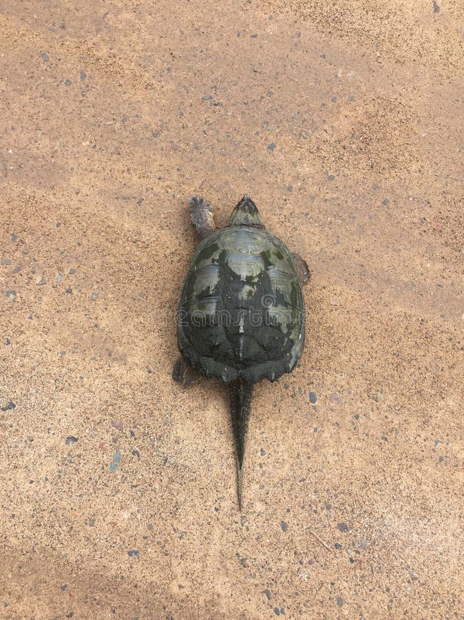 Mossy Turtle stock photo. Image of moss, sunbathing, garden - 96527720
