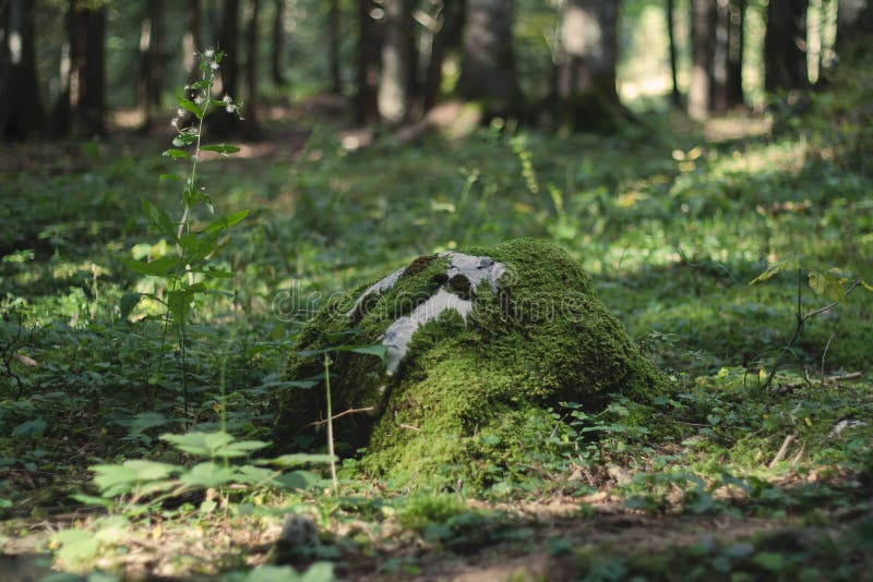 Mossy stone stock photo. Image of sunlight, stone, mossy - 60311328