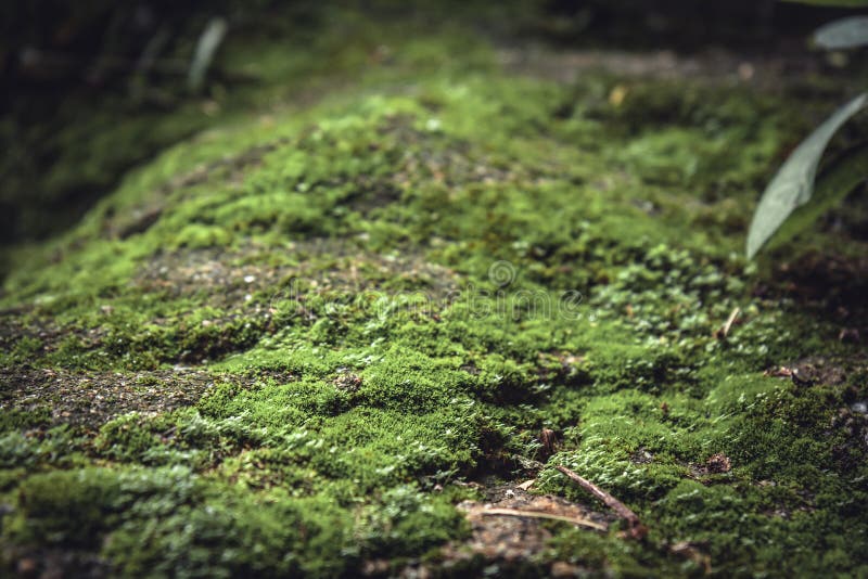 Mossy Stone Surface Background Stock Photo - Image of surface, abstract ...