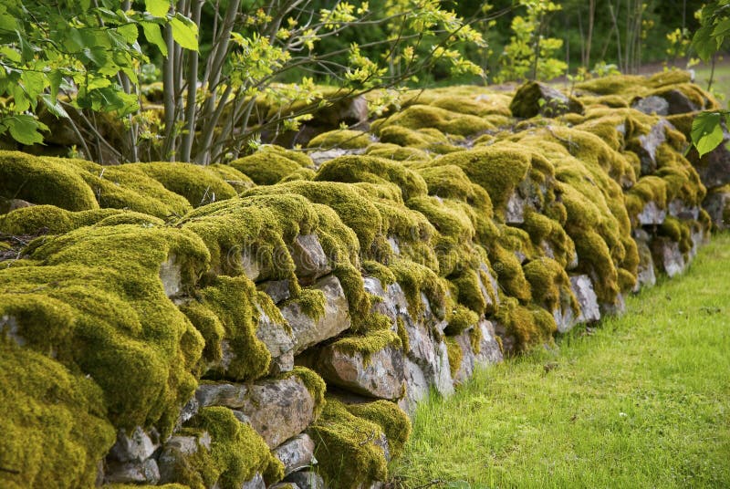 Mossy stone wall stock photo. Image of nature, harmony - 8584832
