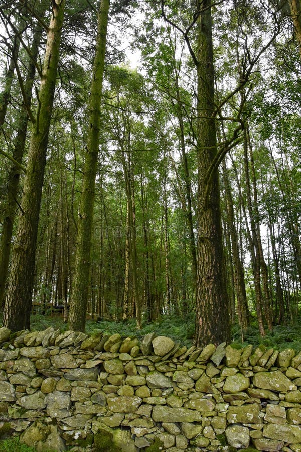 Mossy Stone Wall Round Deciduous Forest Stock Image - Image of fence ...