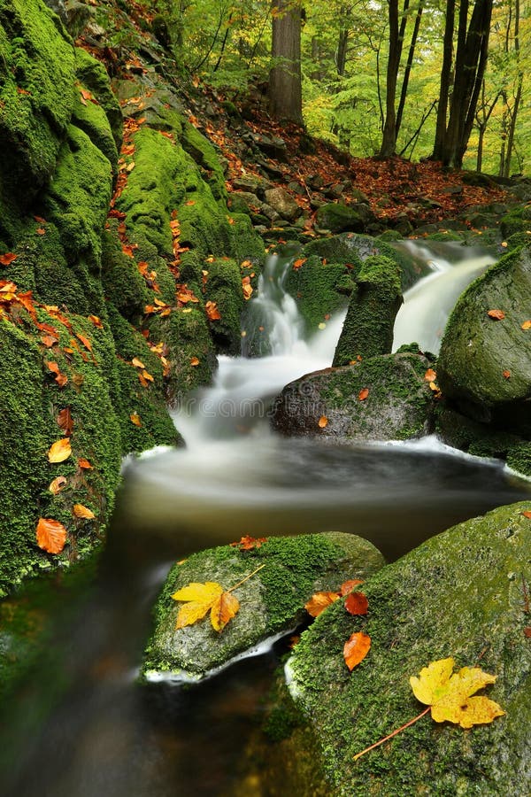 Mossy stream with leaves stock photo. Image of creek - 80438238