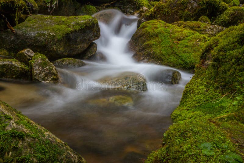 Forest Stream, Washington State Stock Image - Image of creek, forest ...