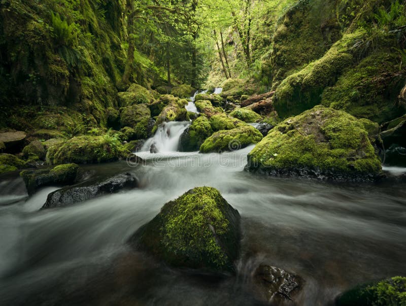 Mossy stream 2 stock photo. Image of flow, forest, tranquility - 76304240