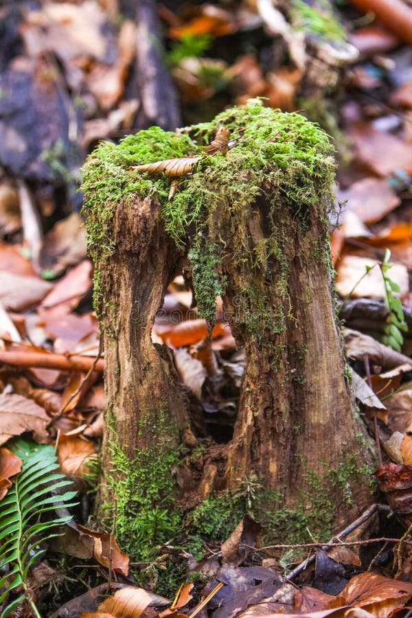 Mossy Stump with hole stock image. Image of forest, small - 46897755