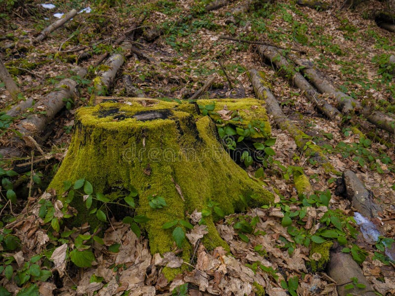 Mossy Stump in Old-growth Forest in Autumn Stock Image - Image of grass ...