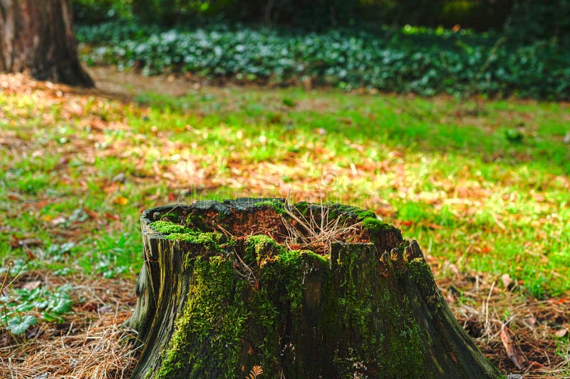 Mossy stump stock image. Image of botanical, grow, forestground - 54363879