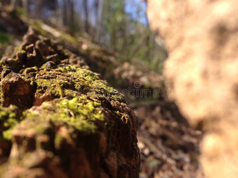 Mossy Stump stock photo. Image of virginia, mossy, stump - 70809634