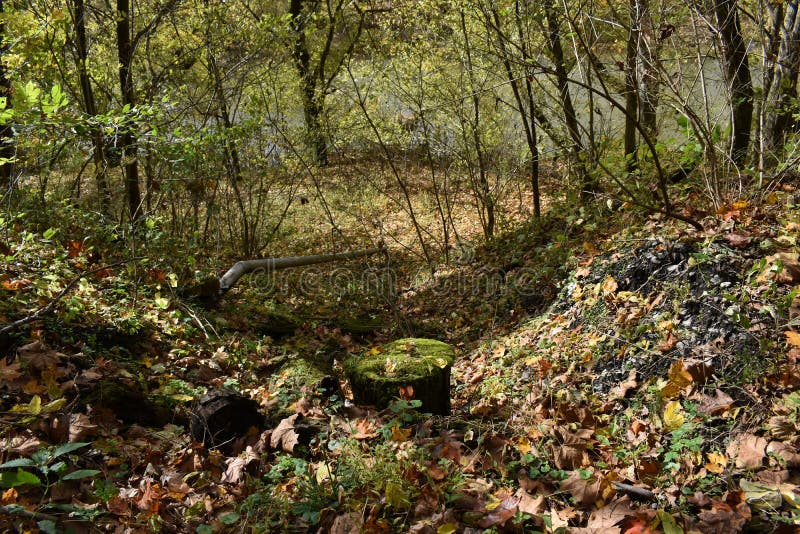 A mossy stump in the trail stock photo. Image of environment - 194100264