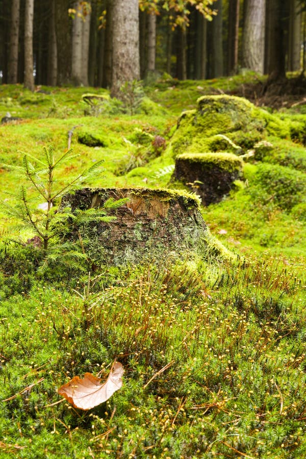 Mossy stump stock image. Image of flora, ecosystem, grow - 79911105