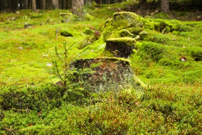 Mossy stump stock photo. Image of cover, growth, grow - 79911184