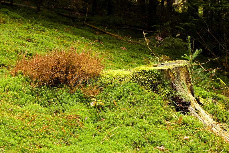 Mossy stump stock image. Image of closeup, grow, color - 79911209