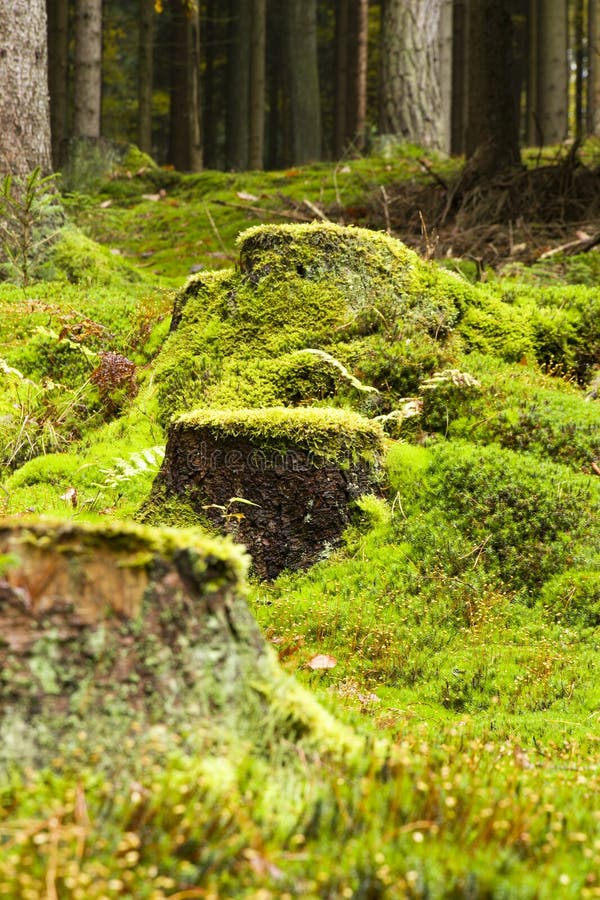 Mossy stump stock image. Image of details, countryside - 79911245