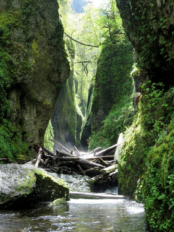 Mossy Sunlit Gorge Stock Photos - Free & Royalty-Free Stock Photos from ...