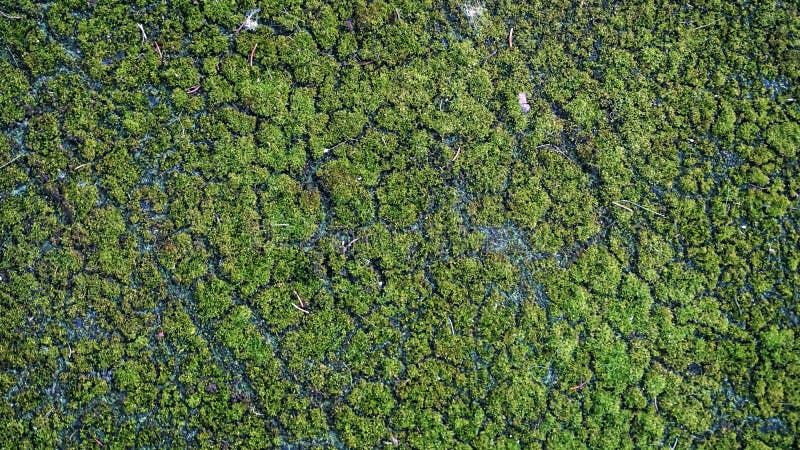 Mossy texture stock image. Image of plant, natural, green - 231106655