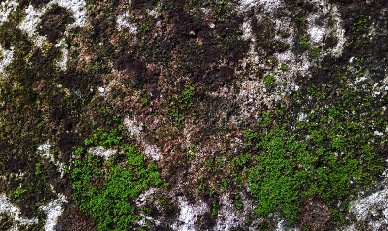 Mossy Texture on a Wall - Background and Texture Stock Image - Image of ...