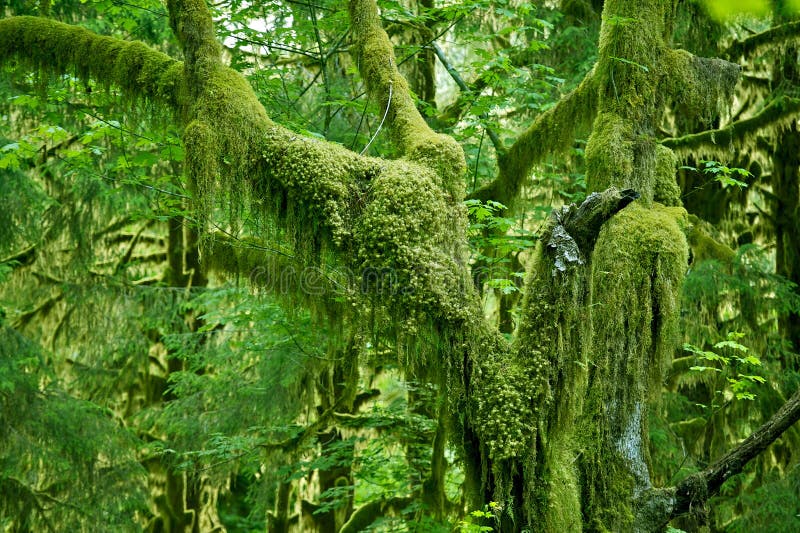 Mossy Tree stock image. Image of horizontal, outdoor - 28670509