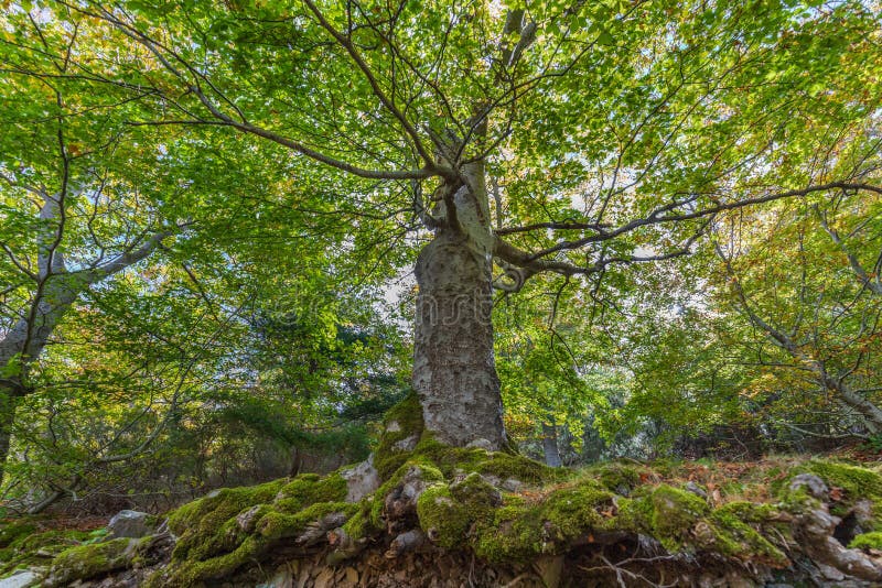 Mossy Tree with Amazing Green Color Stock Image - Image of color ...