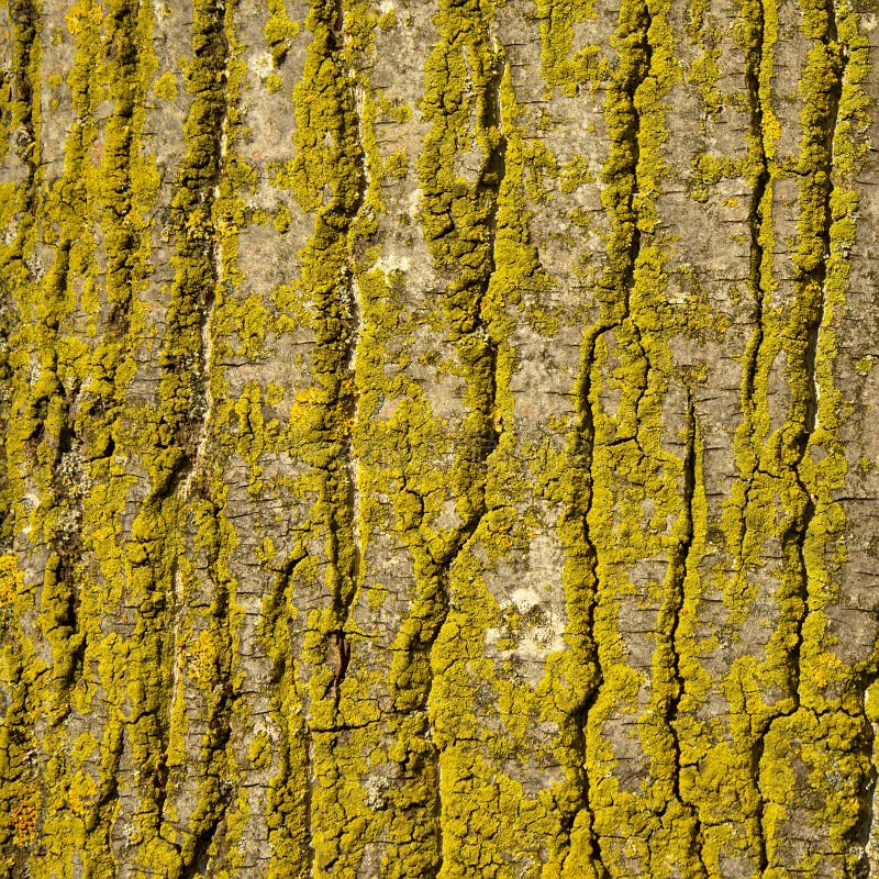 Mossy tree bark background stock photo. Image of overgrown - 68345136