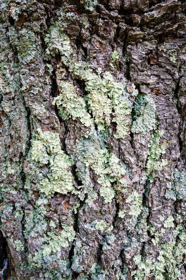 Mossy Tree Bark stock image. Image of publication, rough - 84082101
