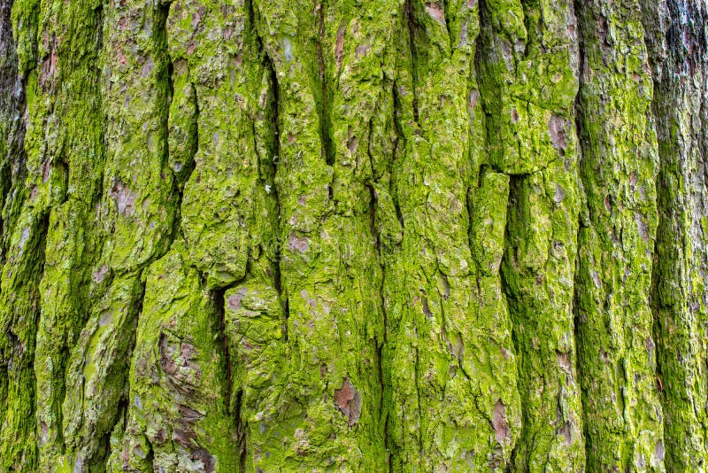 Mossy tree bark 2 stock photo. Image of life, stem, background - 71904632