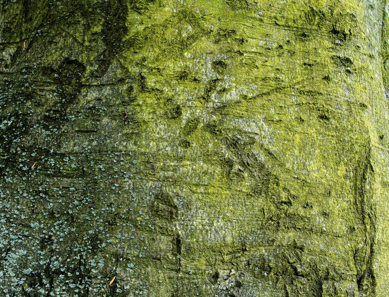Mossy tree bark 1 stock image. Image of environment, vertical - 71917365