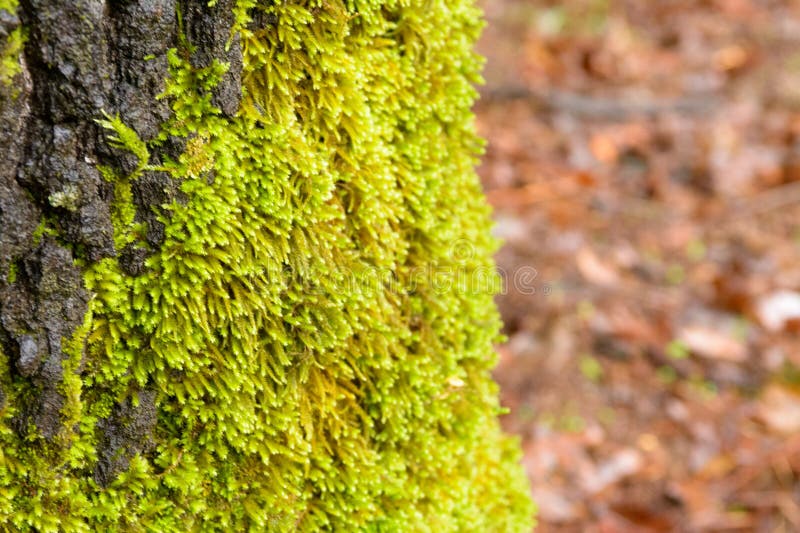 Mossy tree bark closeup stock photo. Image of foliage - 371775852