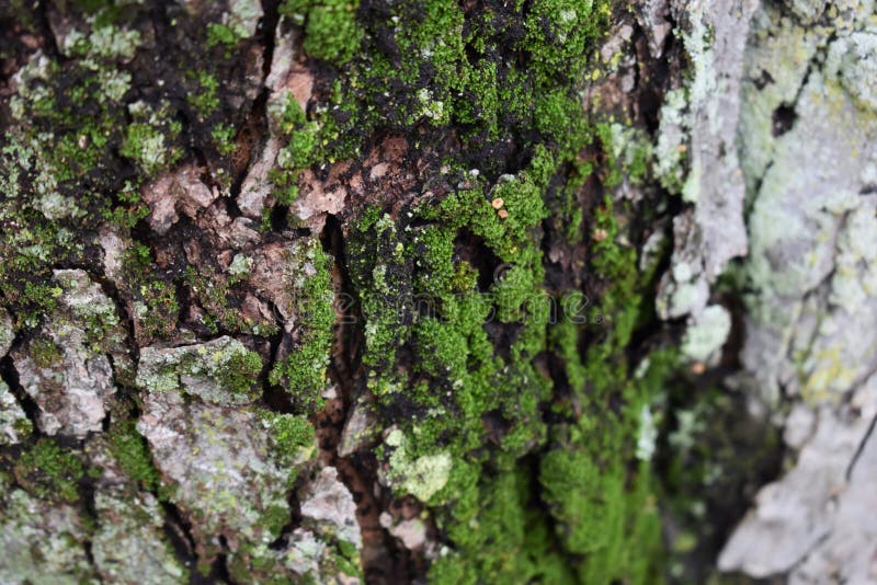 Mossy tree bark stock photo. Image of mossy, gloomy, green - 91684124