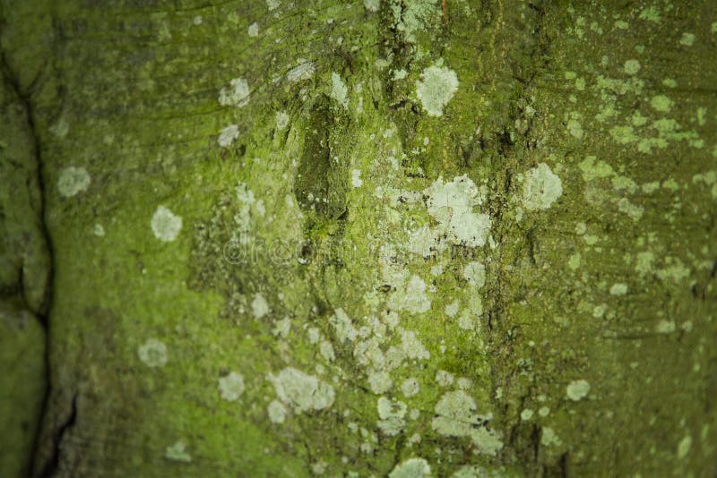 Mossy tree bark stock photo. Image of moss, grain, mossy - 61411922