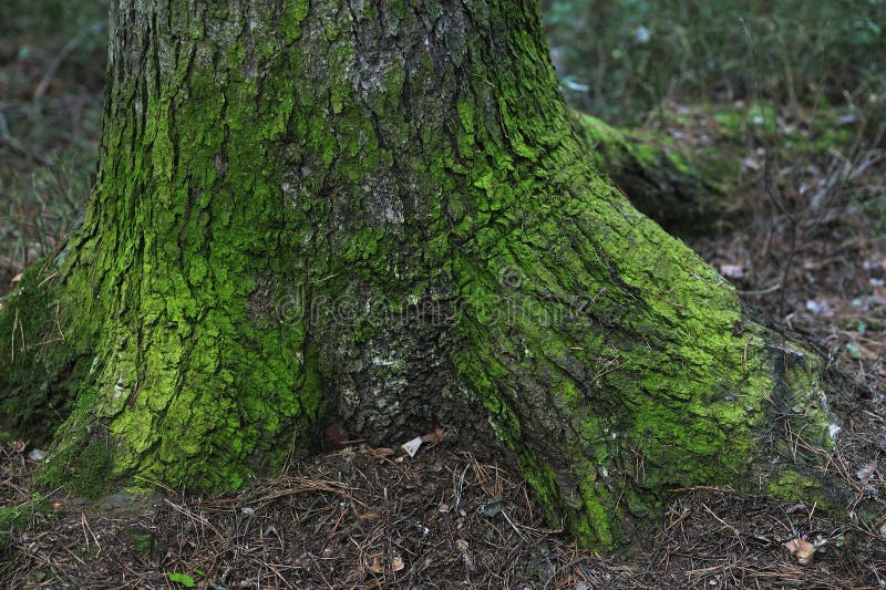 Mossy tree bark stock photo. Image of color, stump, landscape - 79643412