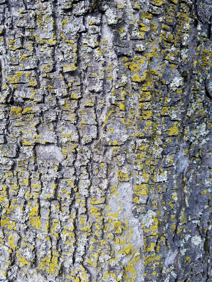 Mossy Tree Bark Reference stock photo. Image of close - 109290356