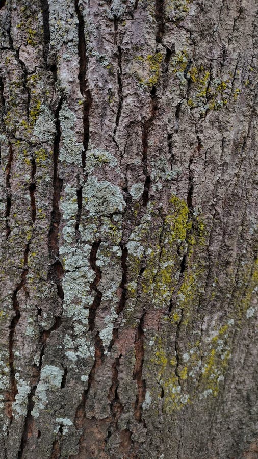 Mossy Tree Bark Texture Close Up Stock Photo - Image of mossy, leaf ...