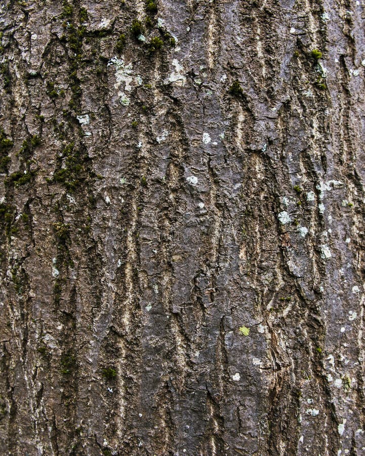 Mossy tree bark texture stock image. Image of backdrop - 82338863