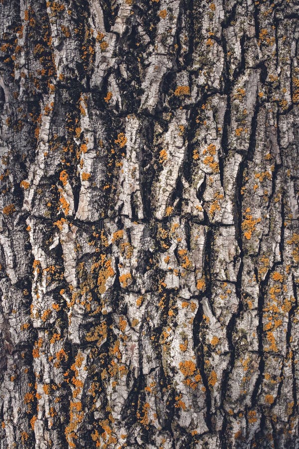 Mossy tree bark texture stock photo. Image of lumber - 140745832