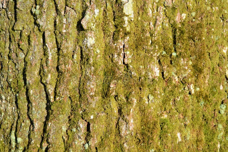 Mossy Tree Bark Wallpaper stock image. Image of texture - 113303115
