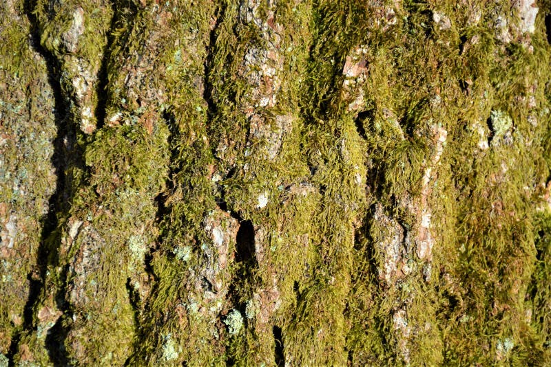 Mossy Tree Bark Wallpaper stock photo. Image of moss - 108969786
