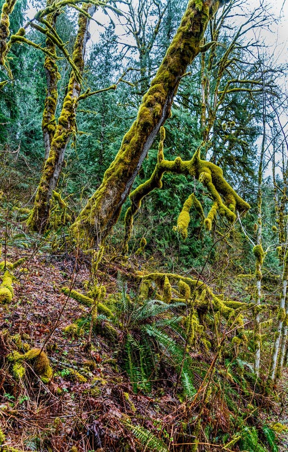 Mossy Tree Trunk 2 stock image. Image of washington - 274986479