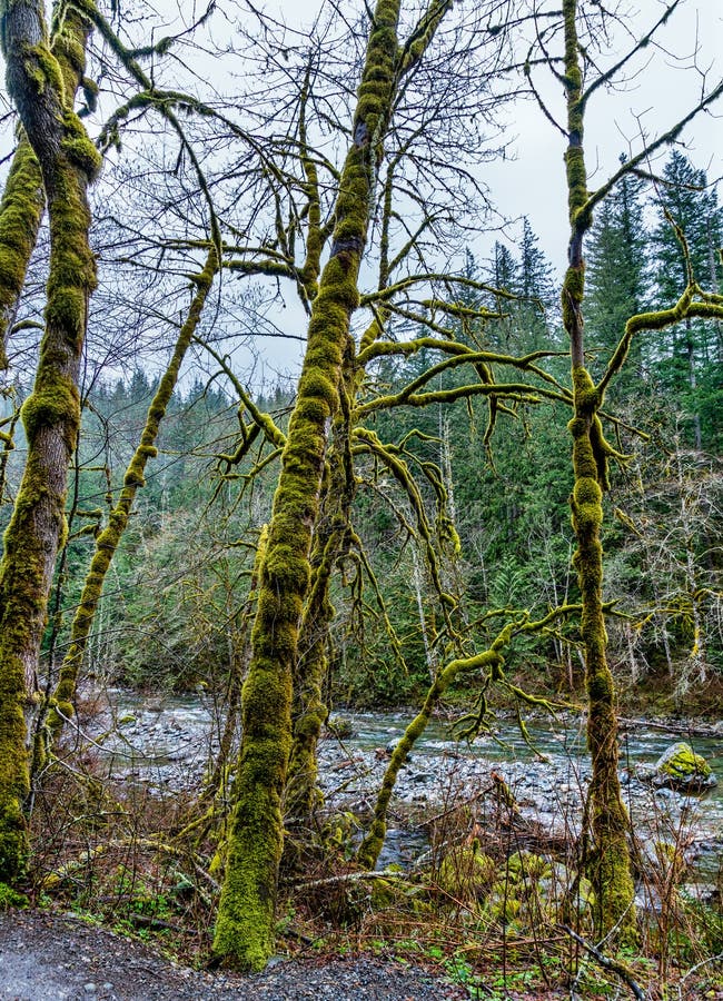 Mossy Tree Trunk 2 stock image. Image of washington - 274986479