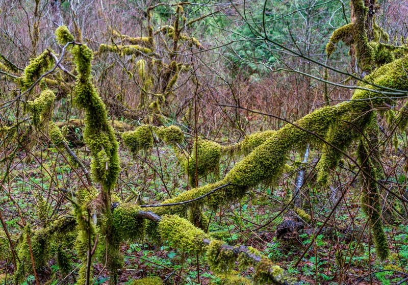 Mossy Tree Trunk 2 stock image. Image of washington - 274986479