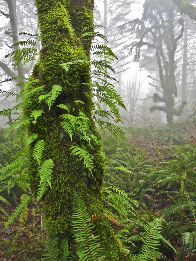Mossy Tree with Ferns in Misty Forest Stock Image - Image of tree ...