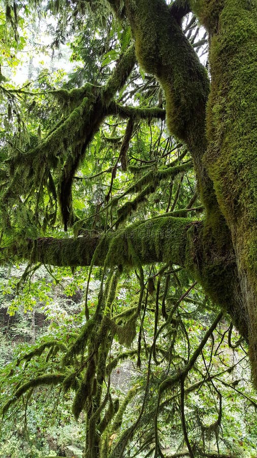 Mossy tree stock photo. Image of mossy, tree, moss, flowing - 85359720