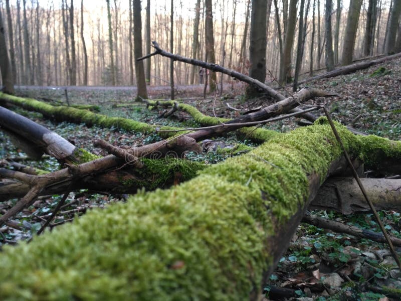Mossy tree in forest stock image. Image of botany, branch - 91916209