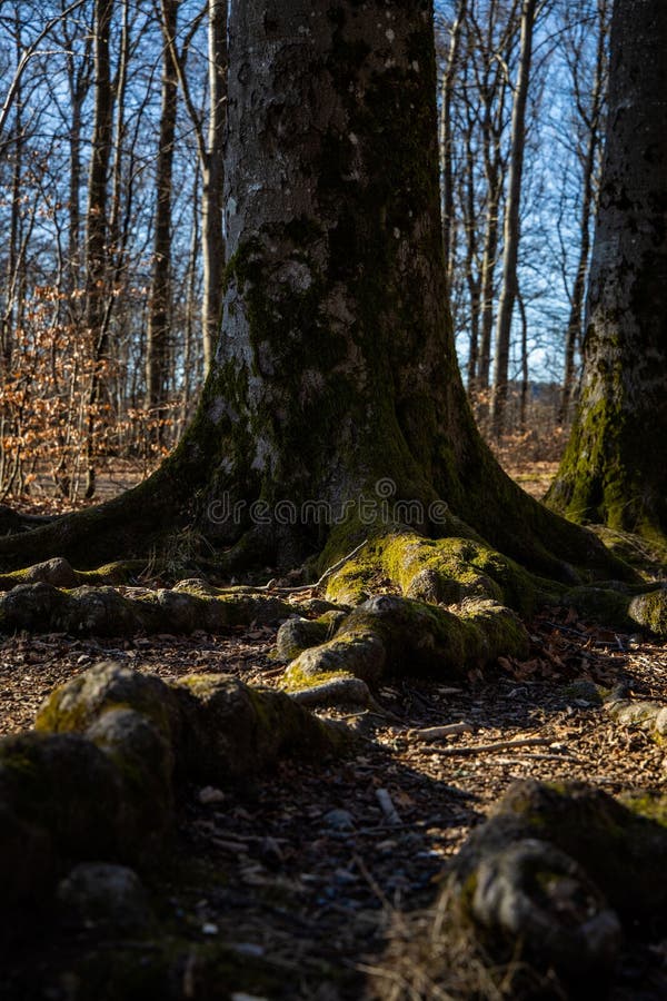 Mossy Tree on the Ground with Sunny Leafless Trees, Vertical Shot Stock ...