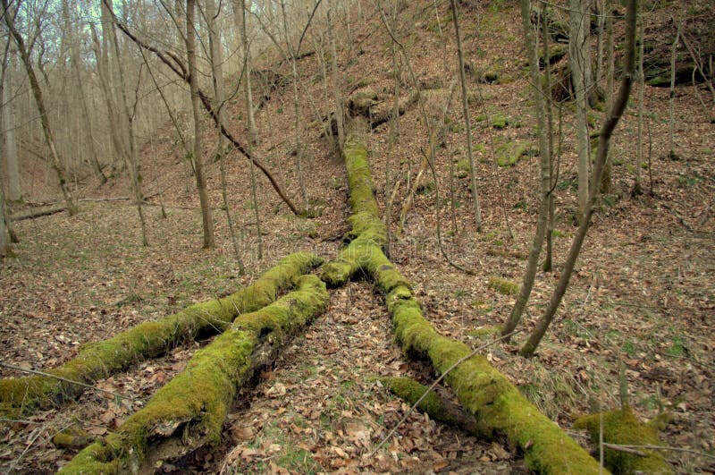 Mossy tree stock photo. Image of freshness, moss, jungle - 113602000