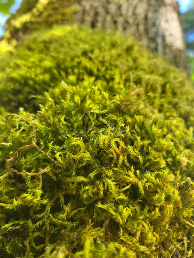 Mossy tree so much texture stock image. Image of leaf - 268823345